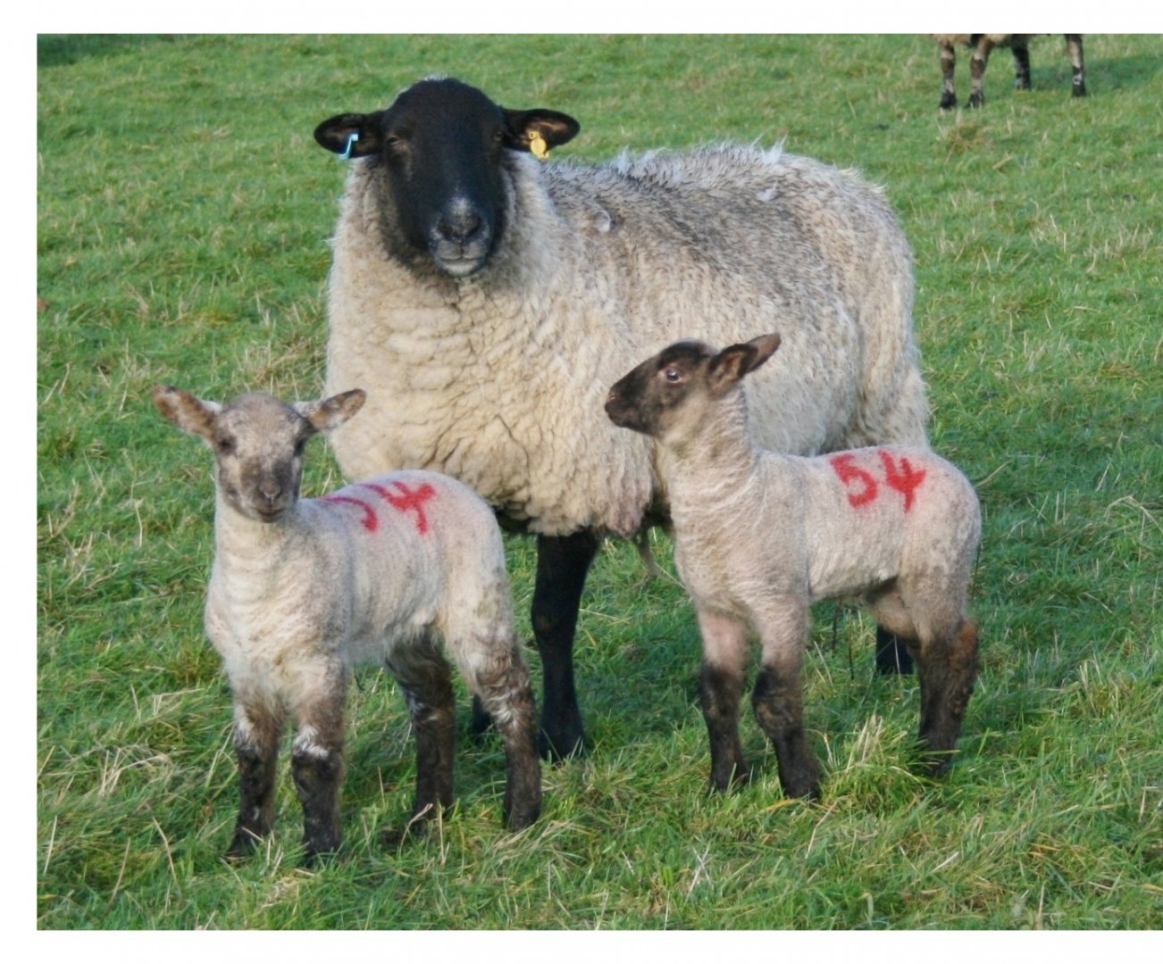 SCOPS | Sustainable Control of Parasites in Sheep