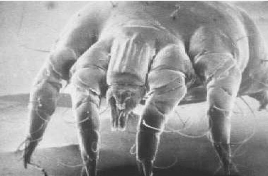 SCOPS | Sustainable Control of Parasites in Sheep